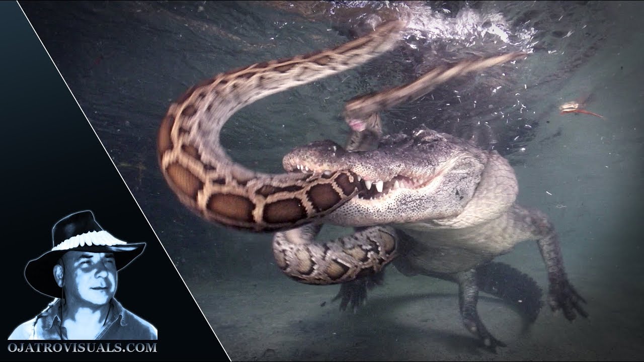 Alligator Attacks Python Underwater